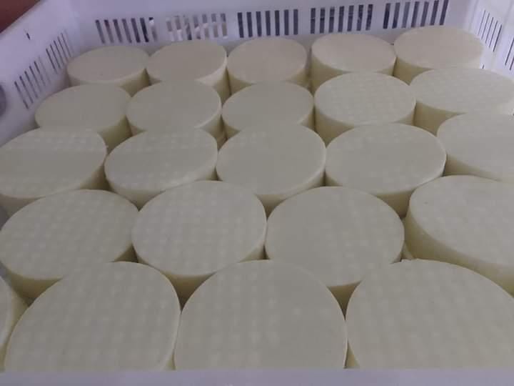 Vaca vs cabra: cuáles son las diferencias entre ambos quesos | Circuito ...